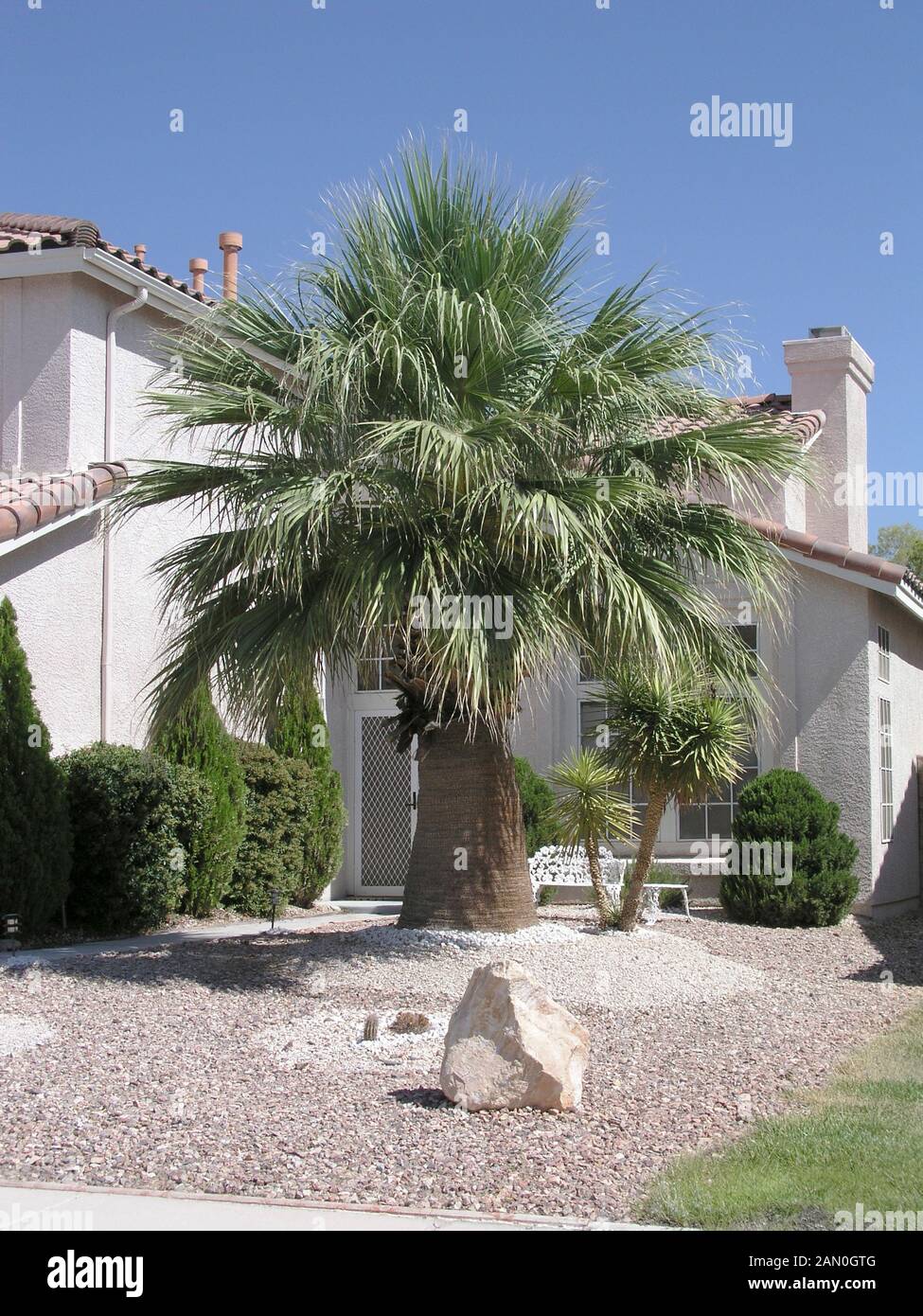 Washingtonia filifera hi-res stock photography and images - Alamy