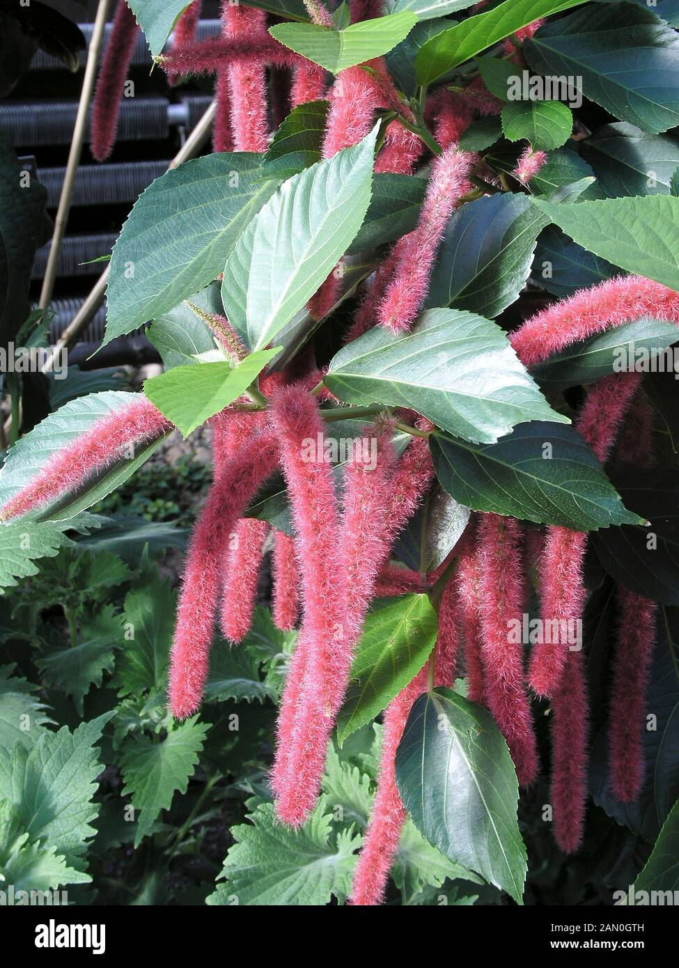Acalypha repens hi-res stock photography and images - Alamy