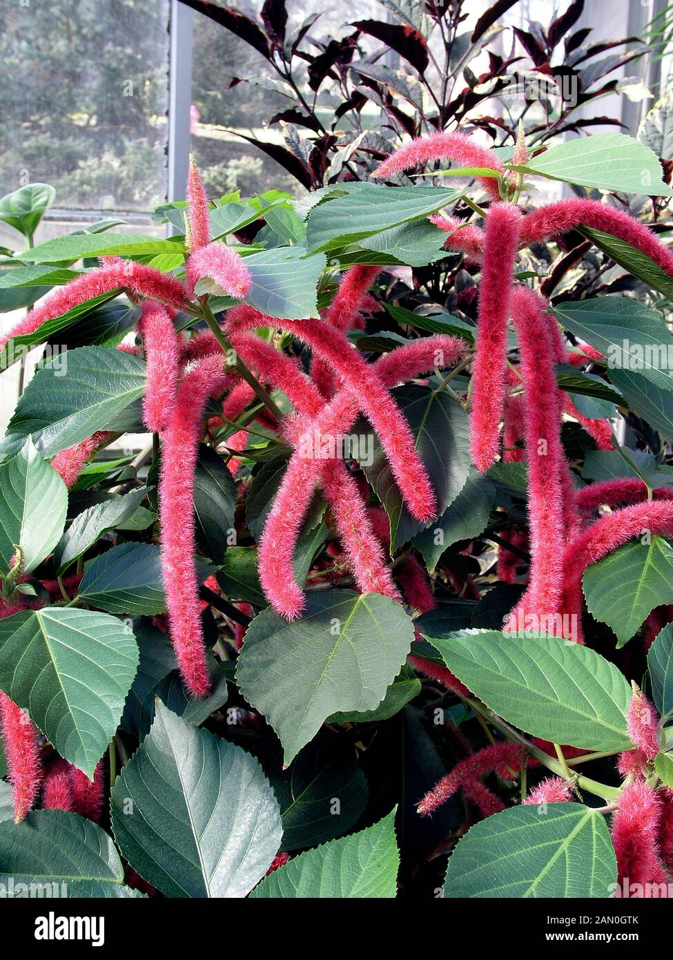 Acalypha repens hi-res stock photography and images - Alamy
