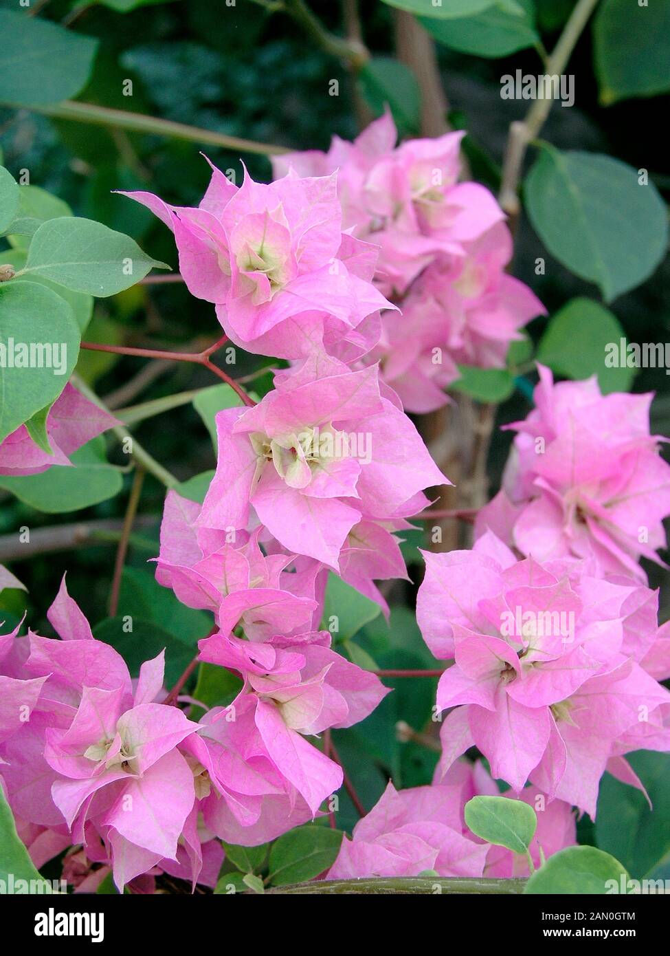 Bougainvillea pagoda pink hi-res stock photography and images - Alamy
