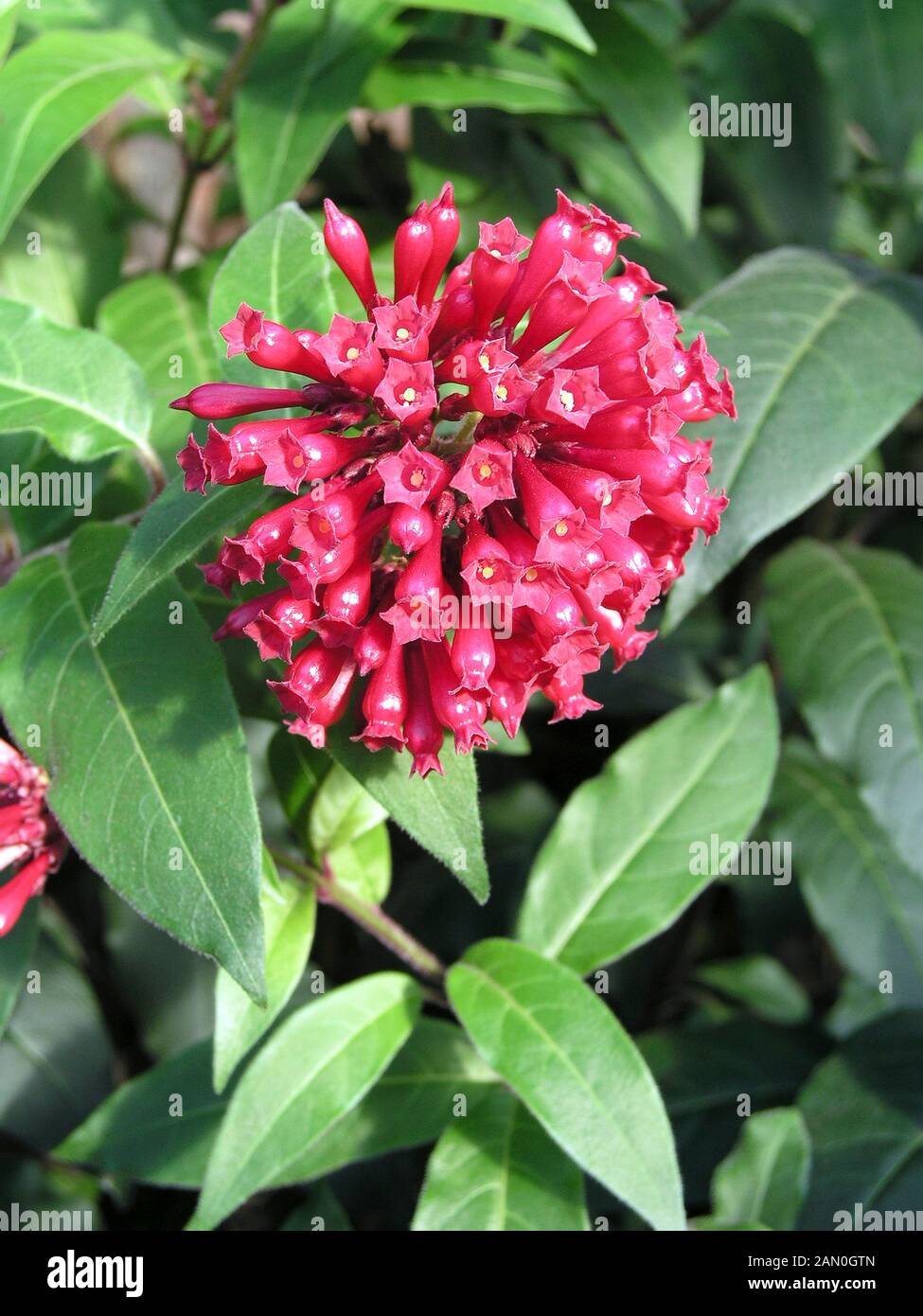 Cestrum hi-res stock photography and images - Alamy
