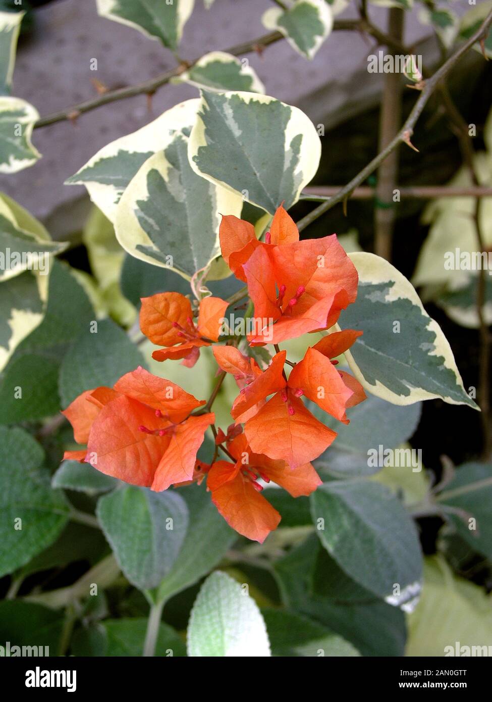 Bougainvillea orange hi-res stock photography and images - Alamy