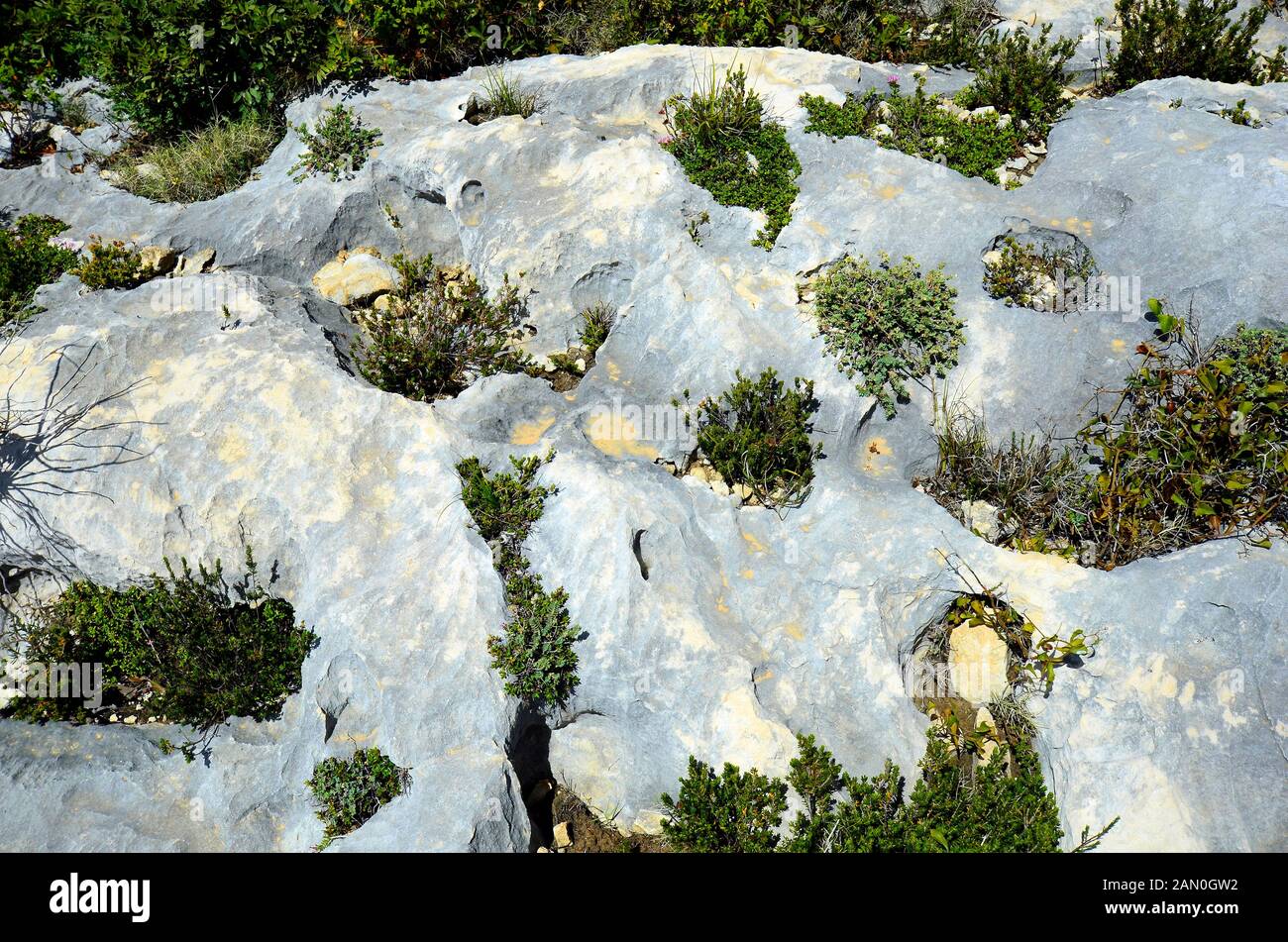 Greece, Zakynthos Island, plants in rock holes Stock Photo - Alamy