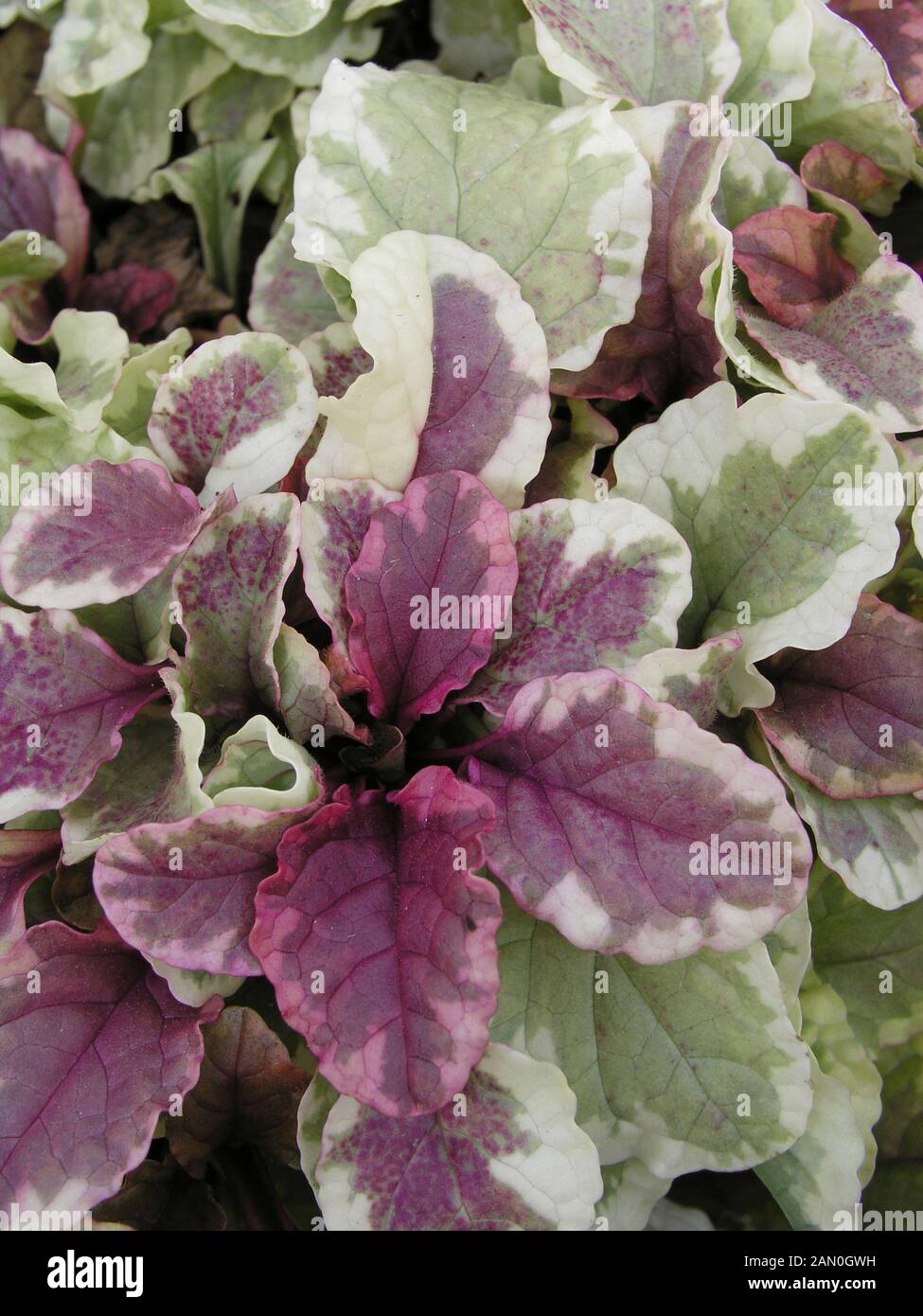 Burgundy glow hi-res stock photography and images - Alamy