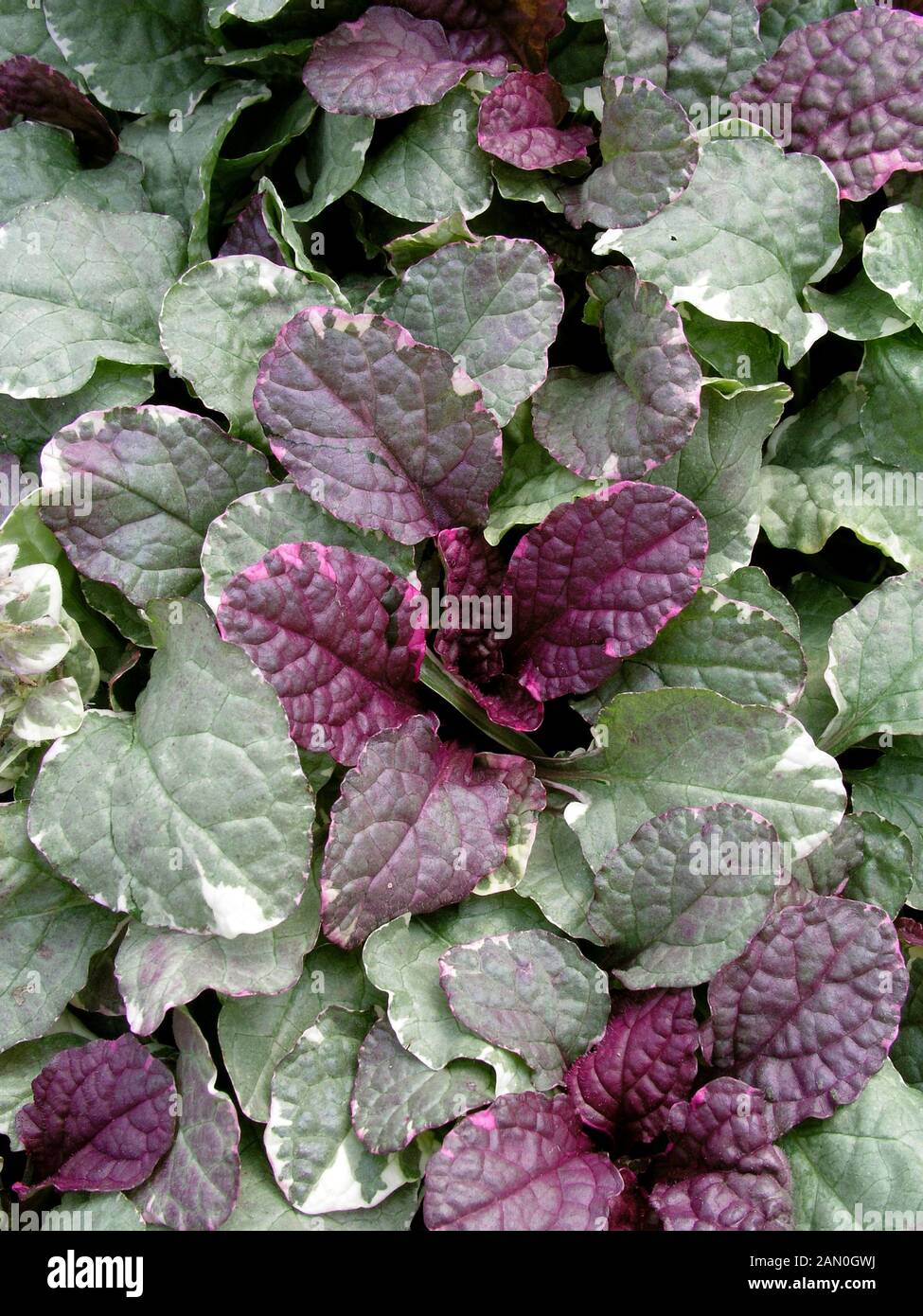 Burgundy glow hi-res stock photography and images - Alamy