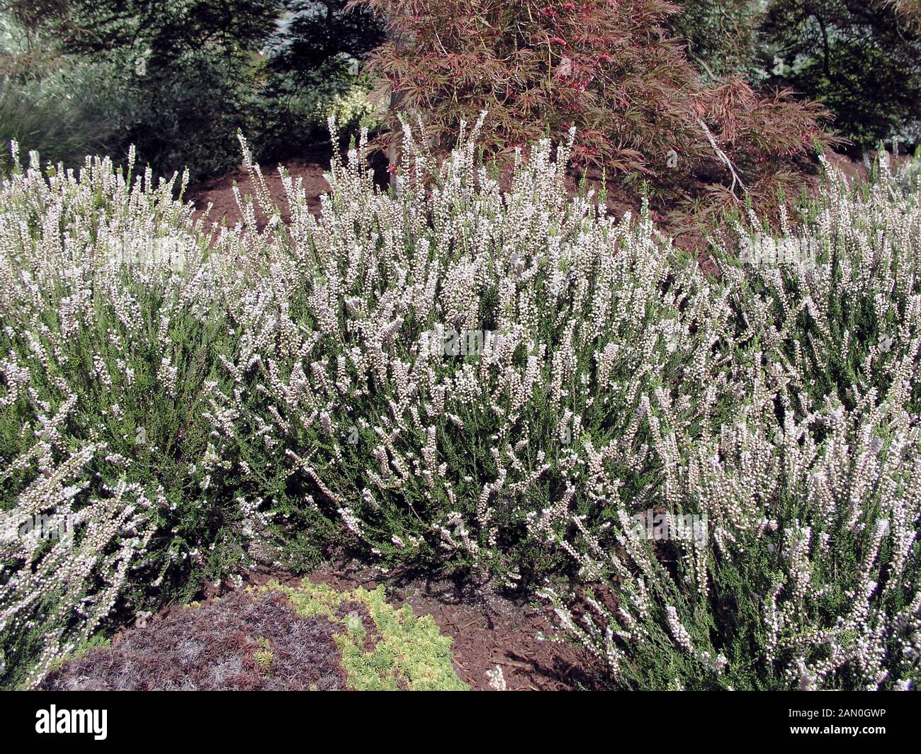 Calluna vulgaris spring cream hi-res stock photography and images - Alamy