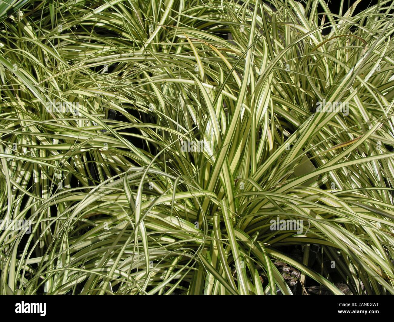CAREX MORROWII AUREO VARIEGATA Stock Photo - Alamy