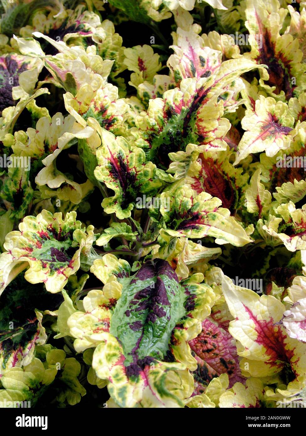 Coleus florida hi-res stock photography and images - Alamy
