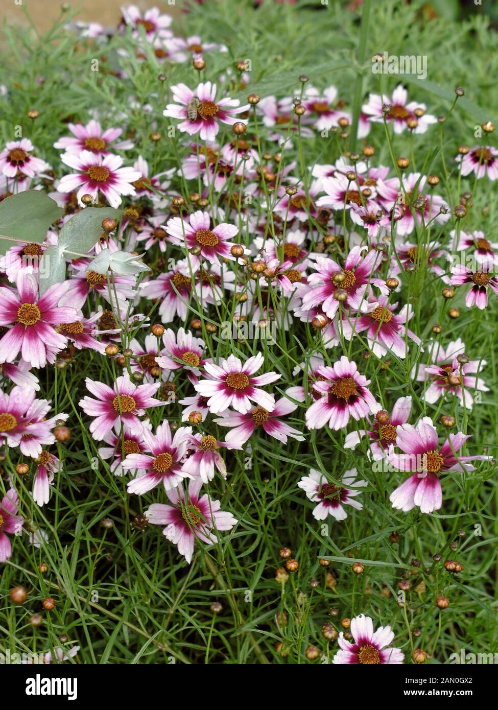 Coreopsis flower heads hi-res stock photography and images - Alamy