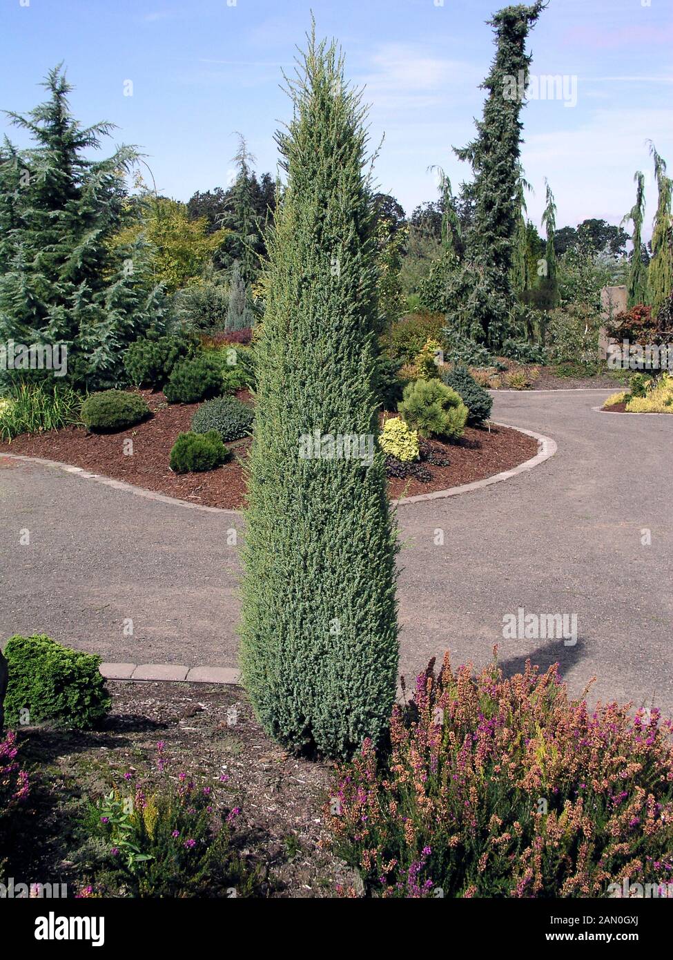 Juniperus Communis Compressa