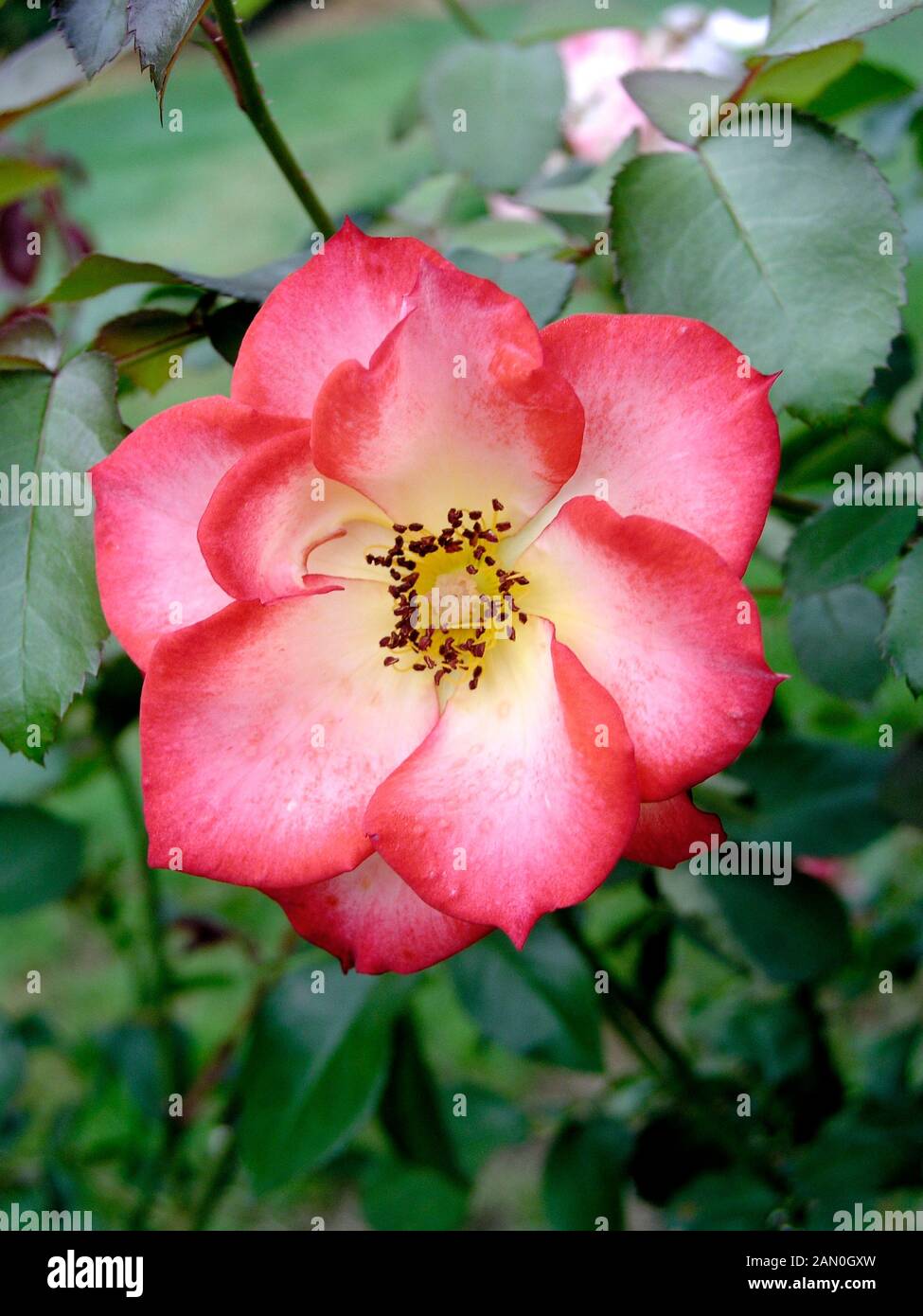 Betty boop rose hi-res stock photography and images - Alamy