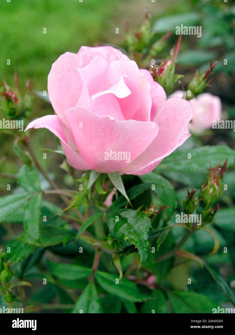Rosa knockout hi-res stock photography and images - Alamy