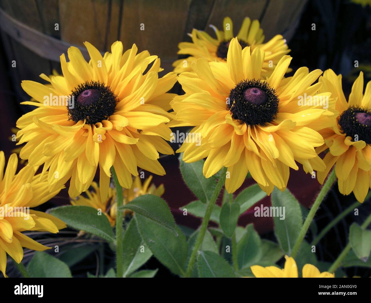 Yellow rudbeckia maya rudbeckia flower hi-res stock photography and ...
