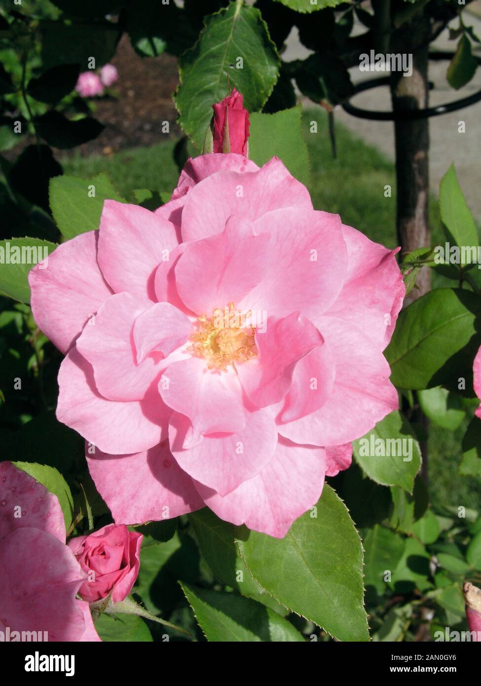 Rosa simplicity hi-res stock photography and images - Alamy
