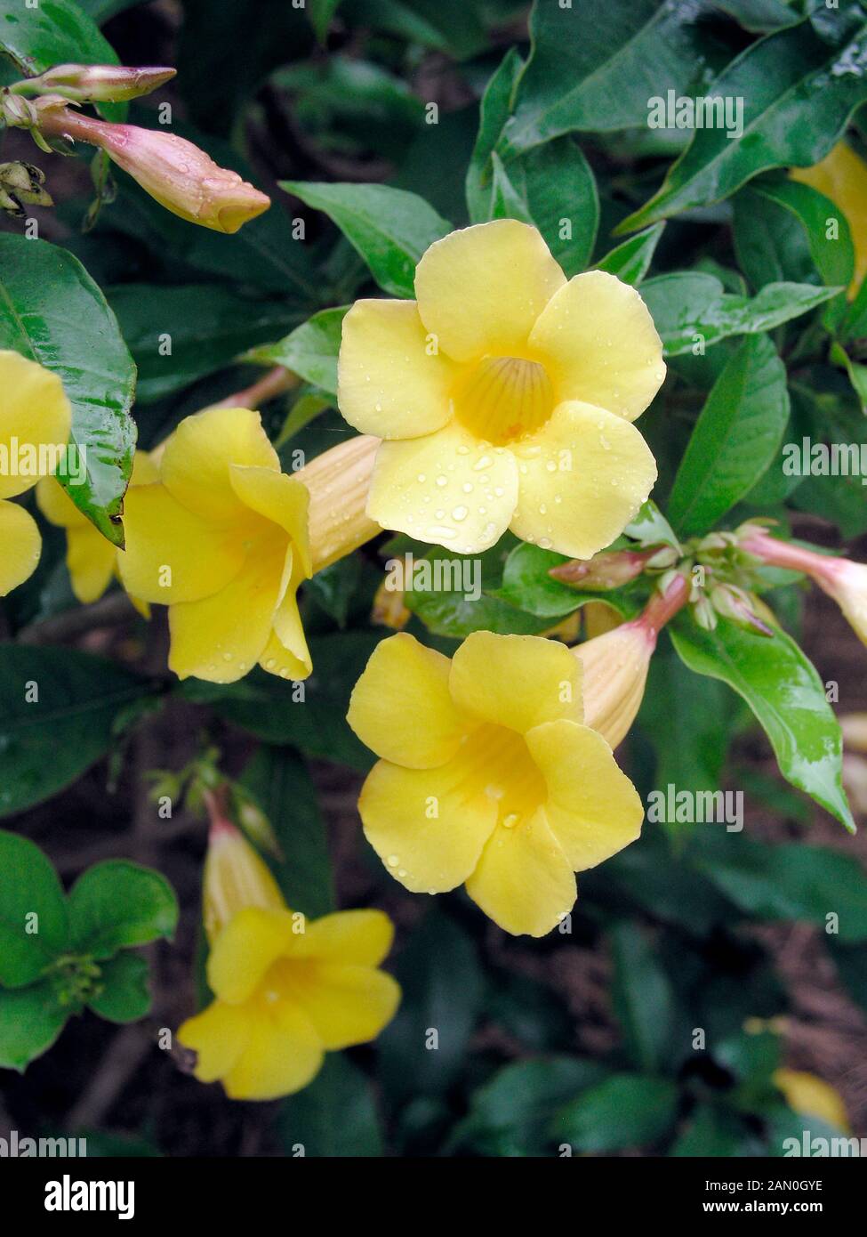 Allamanda neriifolia hi-res stock photography and images - Alamy