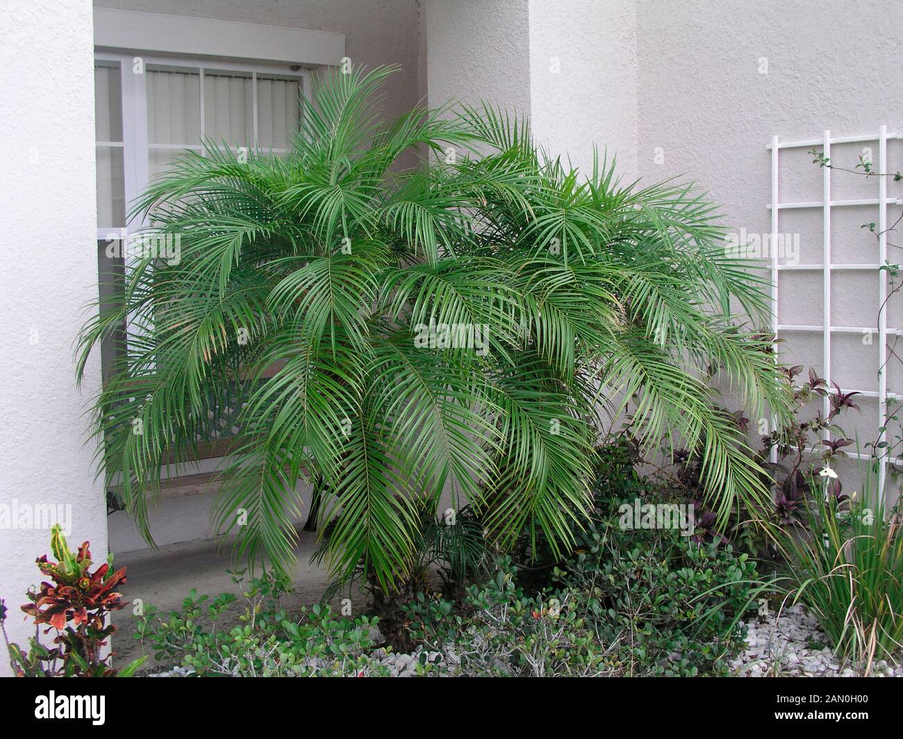 Palm phoenix roebelenii hi-res stock photography and images - Alamy