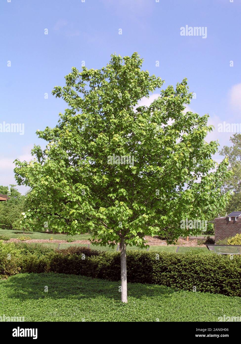 Acer rubrum red sunset hi-res stock photography and images - Alamy