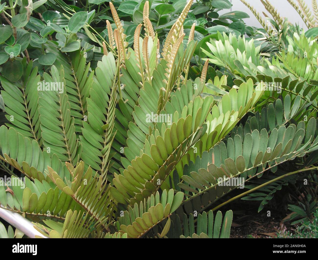 Zamia not palm hi-res stock photography and images - Alamy