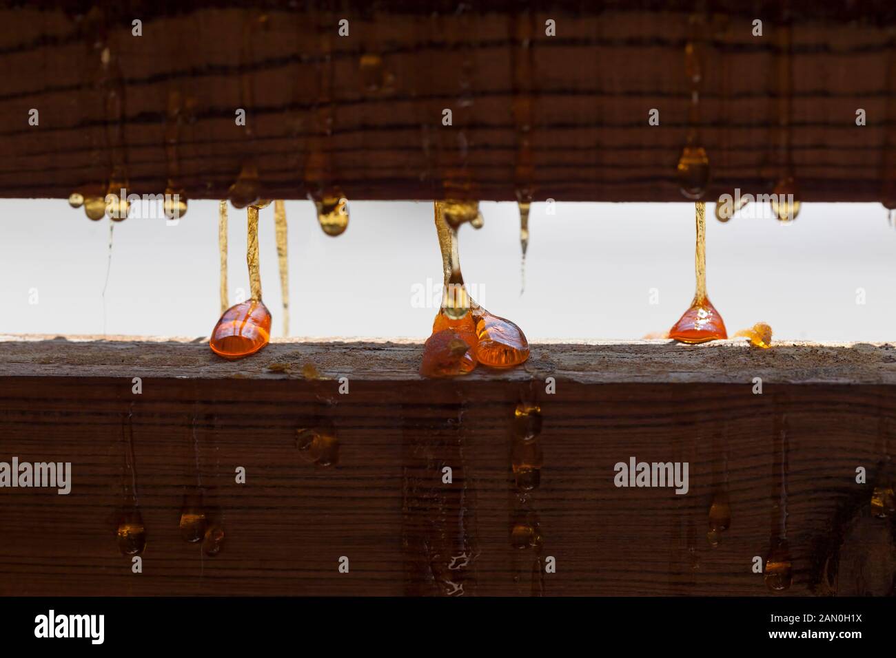 Gum rosin hi-res stock photography and images - Alamy