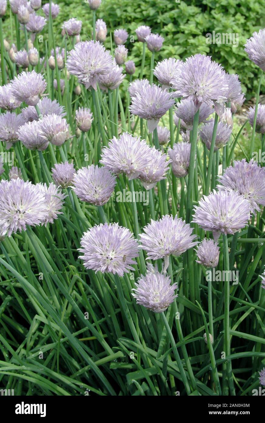 ALLIUM SCHOENOPRASUM CHIVES Stock Photo - Alamy