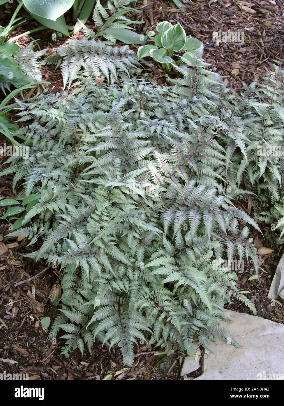 Athyrium nipponicum hi-res stock photography and images - Alamy