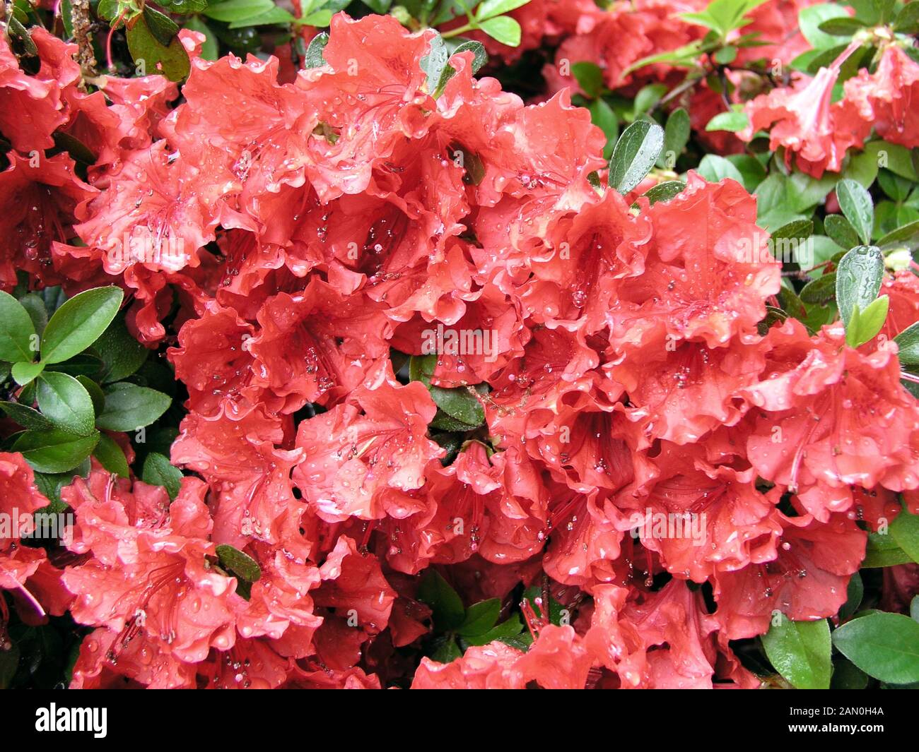 Girard's azalea hi-res stock photography and images - Alamy
