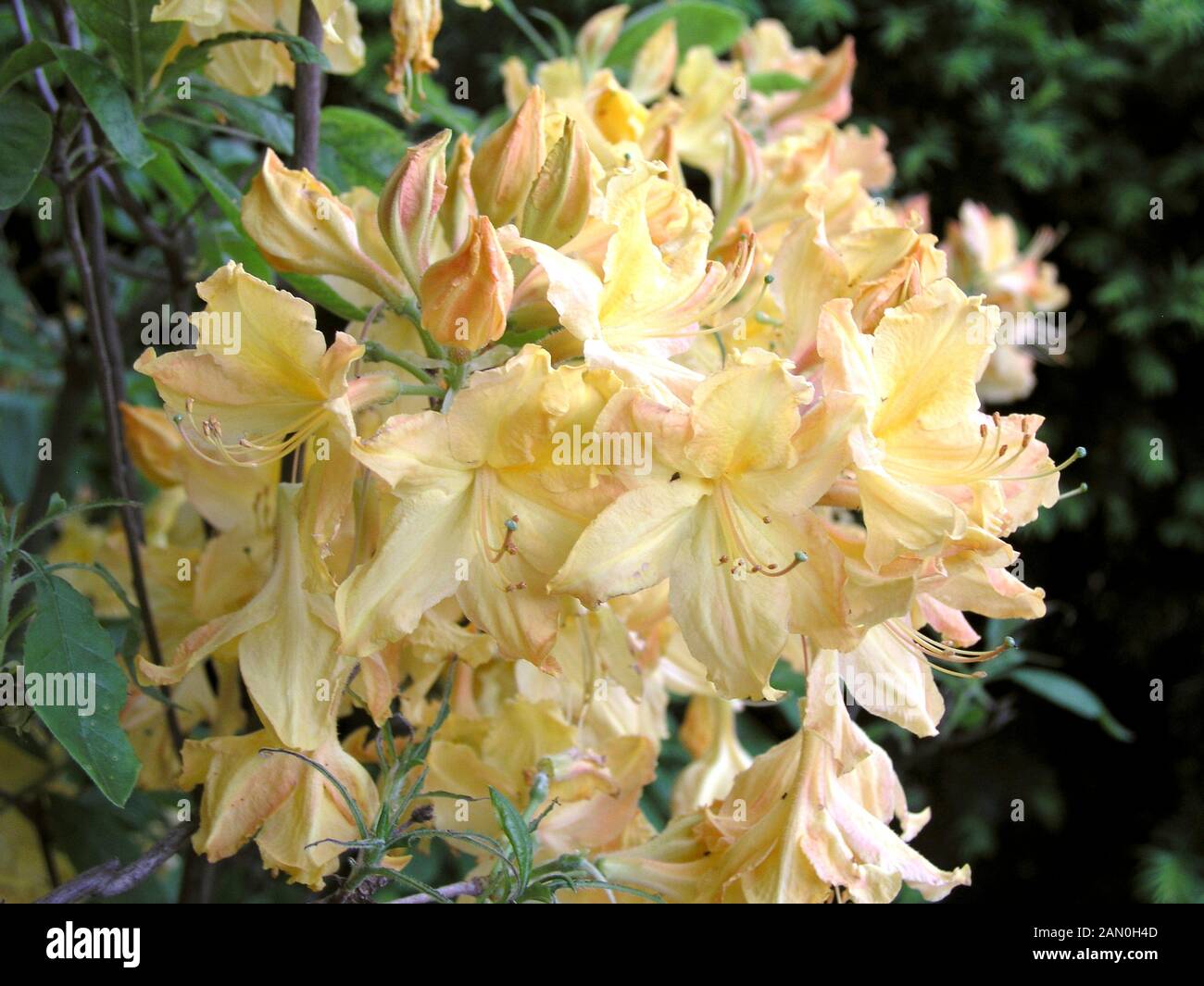 AZALEA GOLDEN LIGHTS Stock Photo - Alamy