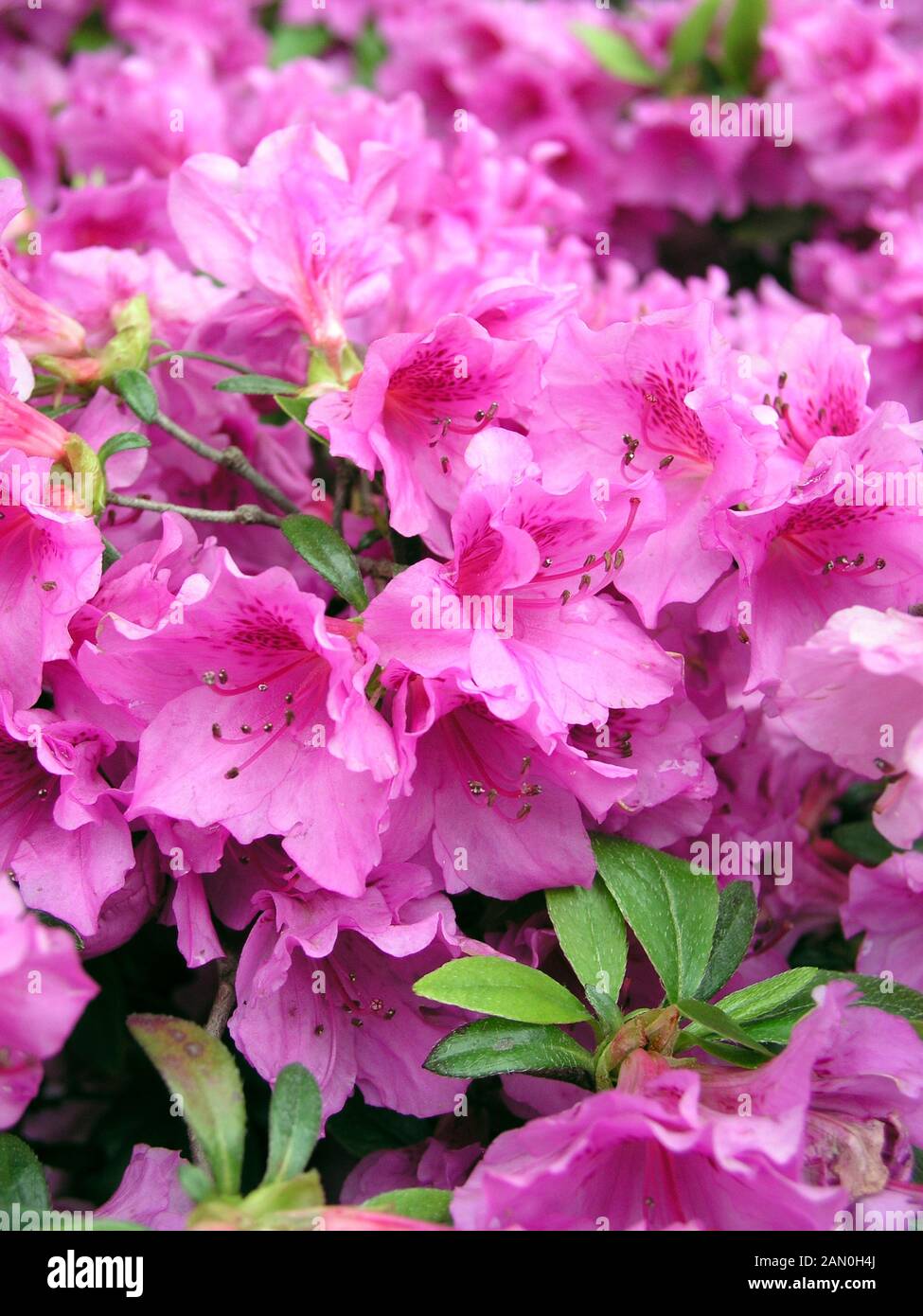 Azalea herbert hi-res stock photography and images - Alamy