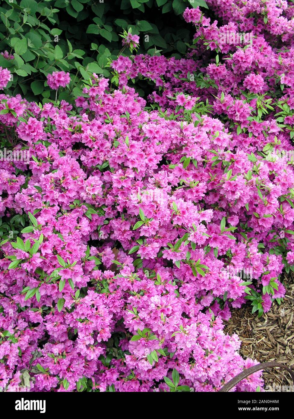 Azalea herbert hi-res stock photography and images - Alamy