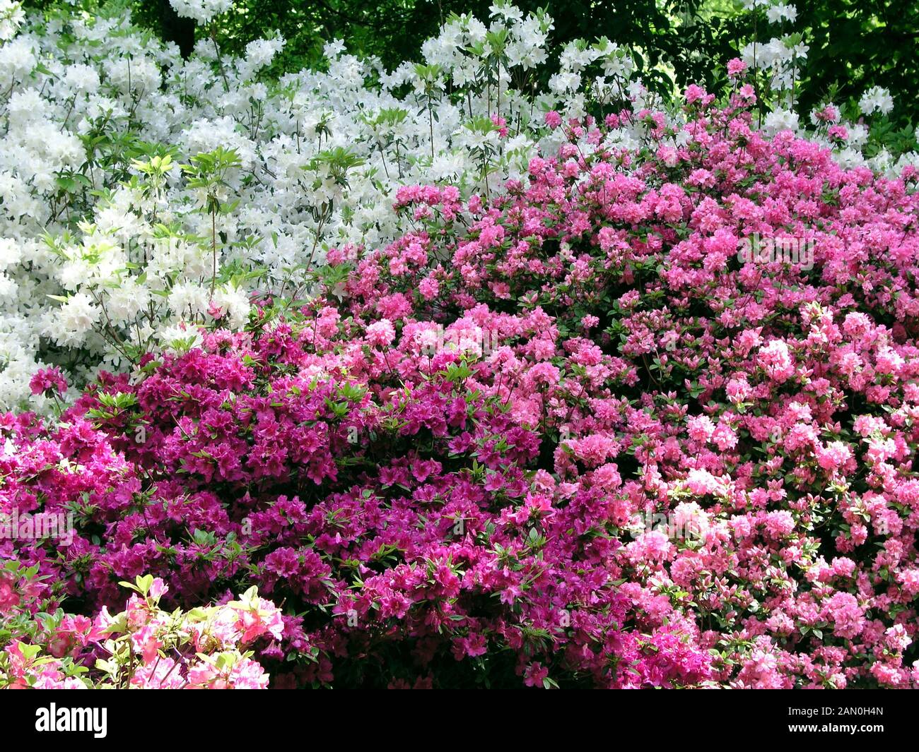 Azalea mix colors hi-res stock photography and images - Alamy