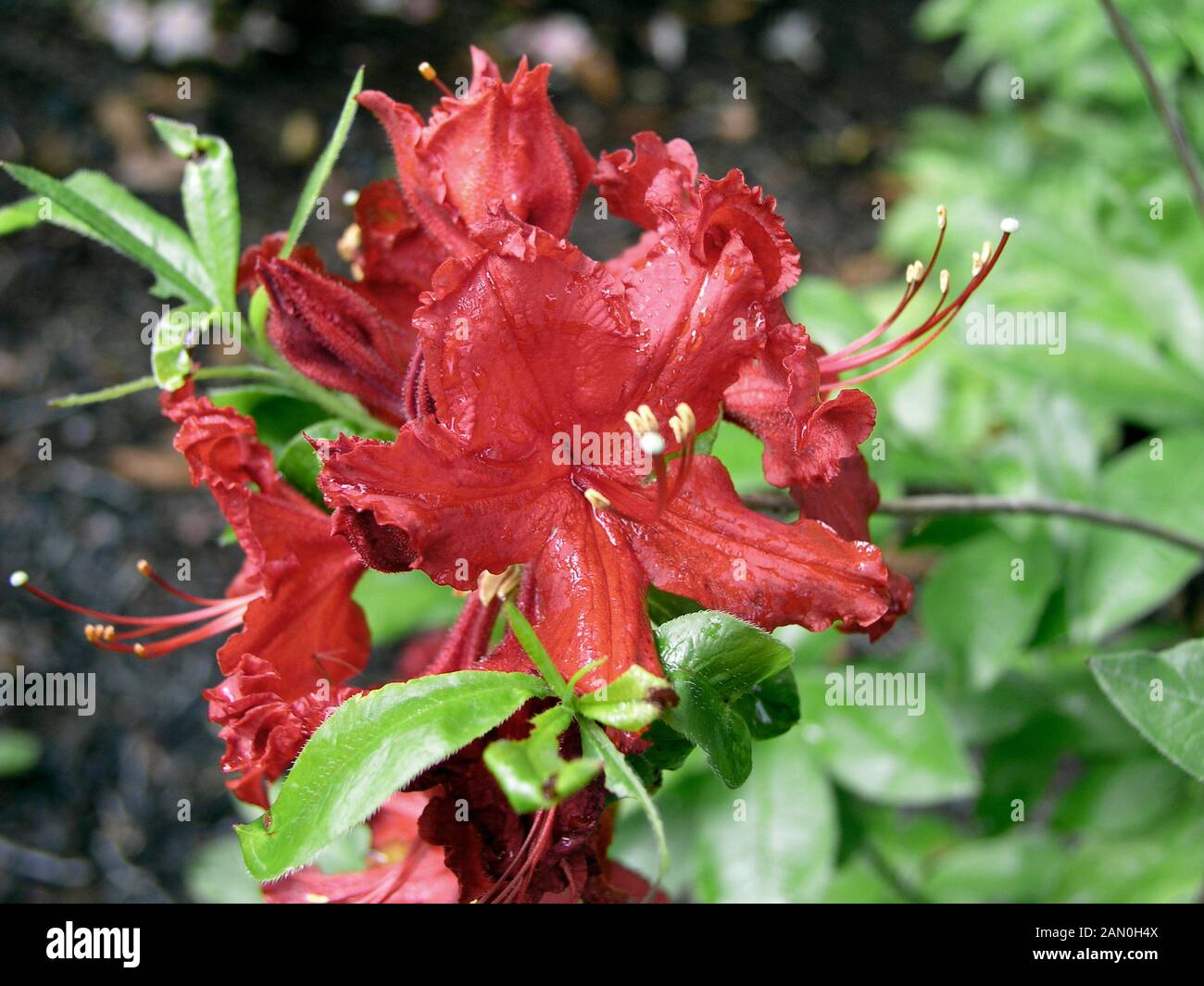 AZALEA WALLOWA RED Stock Photo - Alamy