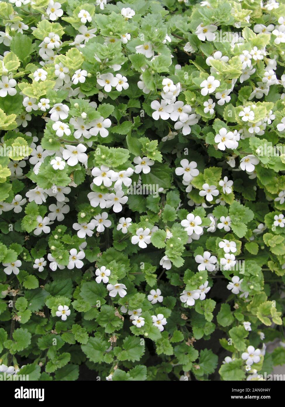 Bacopa High Resolution Stock Photography and Images - Alamy