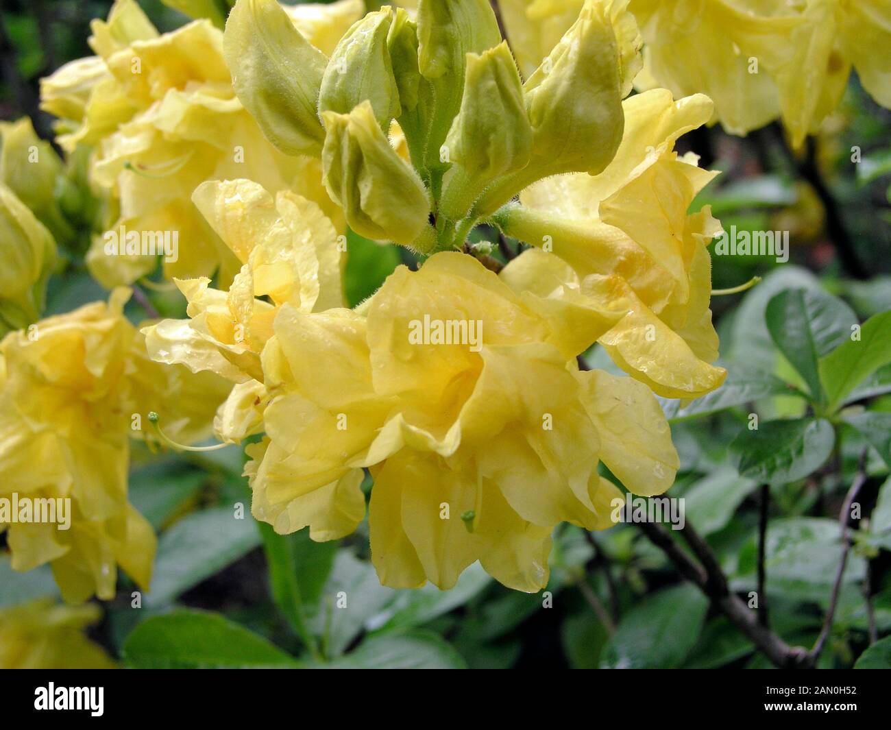 Azalea queen hi-res stock photography and images - Alamy