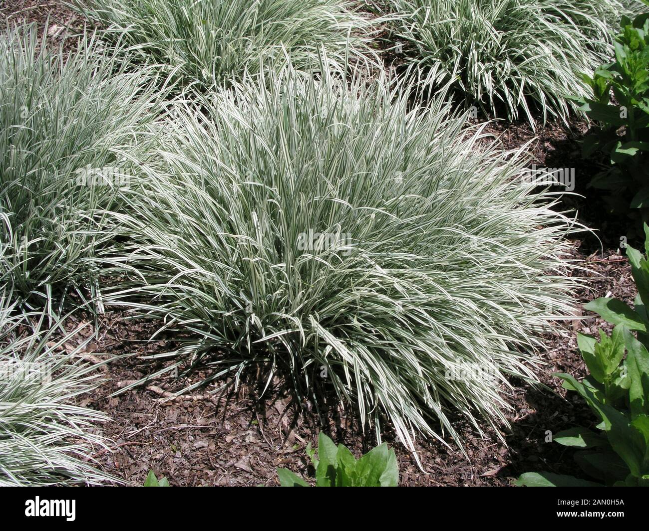 Carex Variegata High Resolution Stock Photography and Images - Alamy