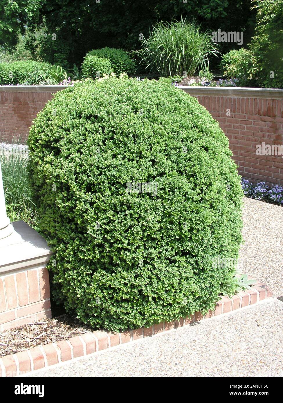 Buxus Microphylla High Resolution Stock Photography and Images - Alamy