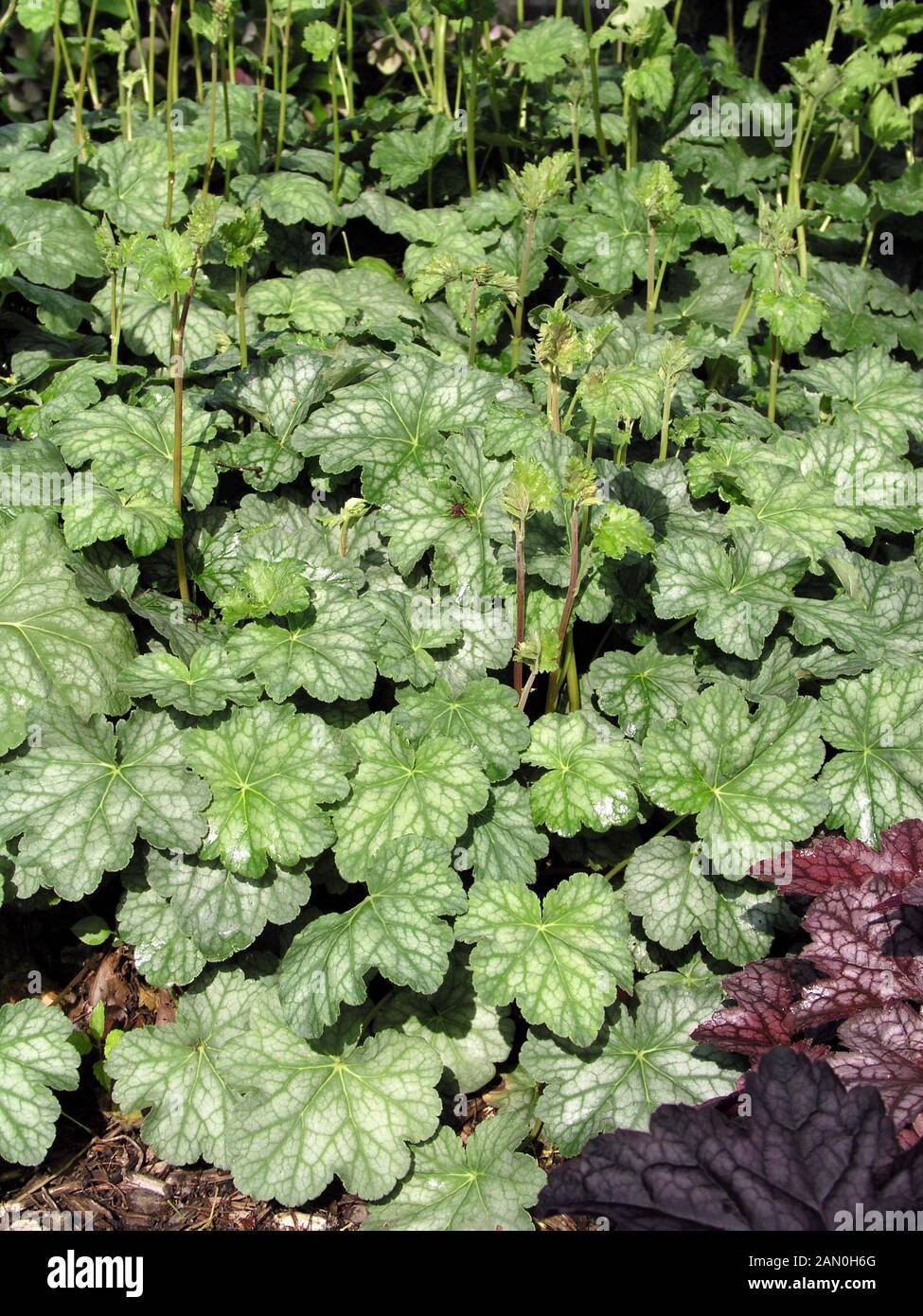 Heuchera Americana High Resolution Stock Photography and Images - Alamy