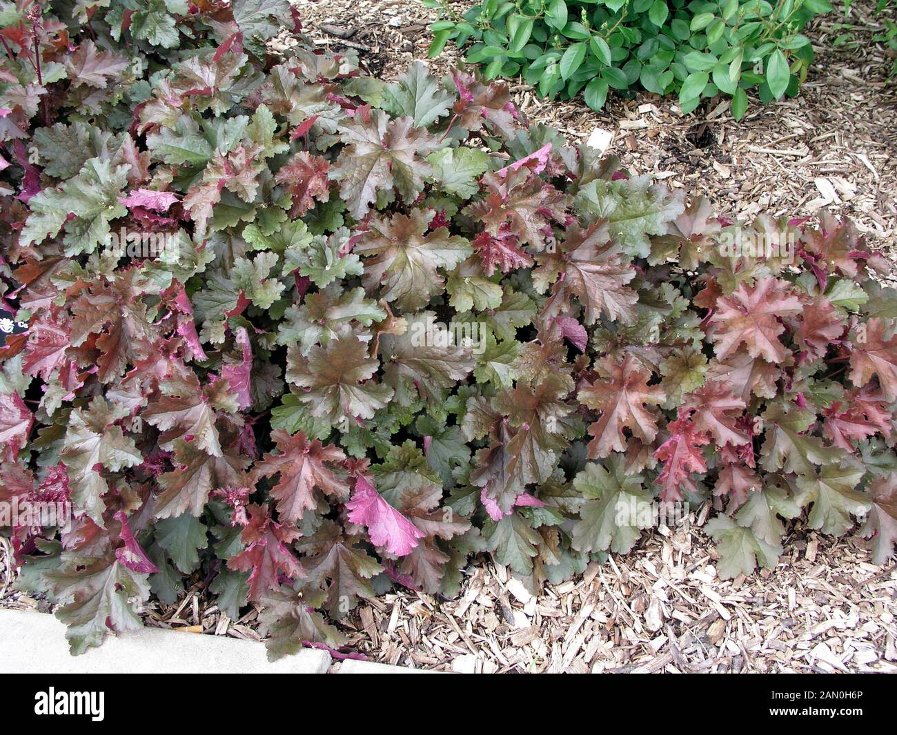 Heuchera Chocolate Ruffles High Resolution Stock Photography and Images ...
