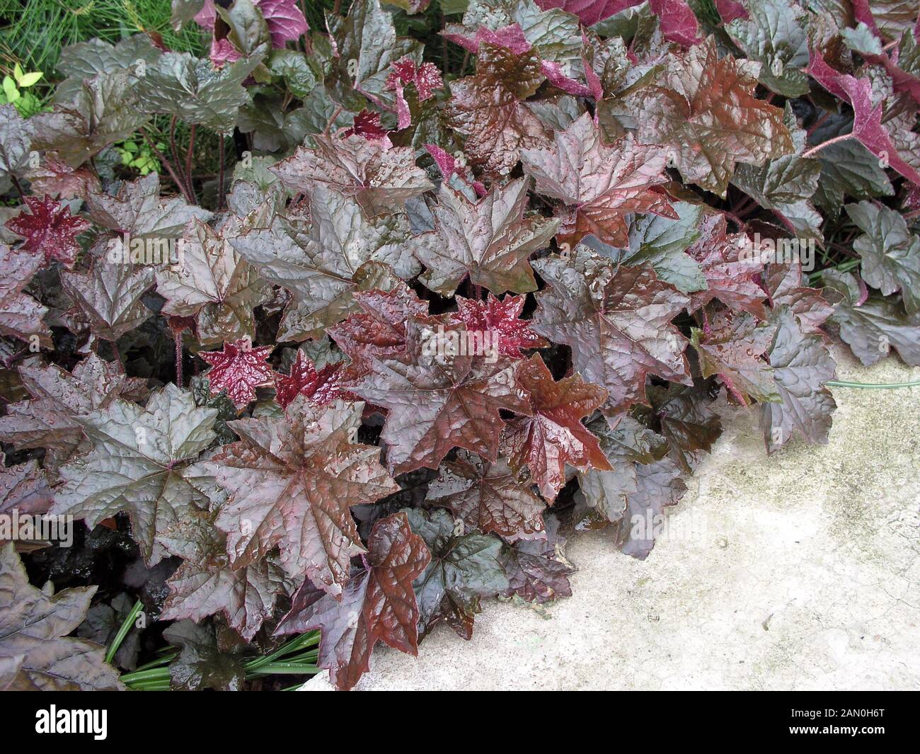 Heuchera micrantha hi-res stock photography and images - Alamy