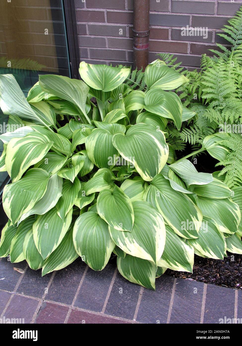 Hosta fortunei hi-res stock photography and images - Alamy