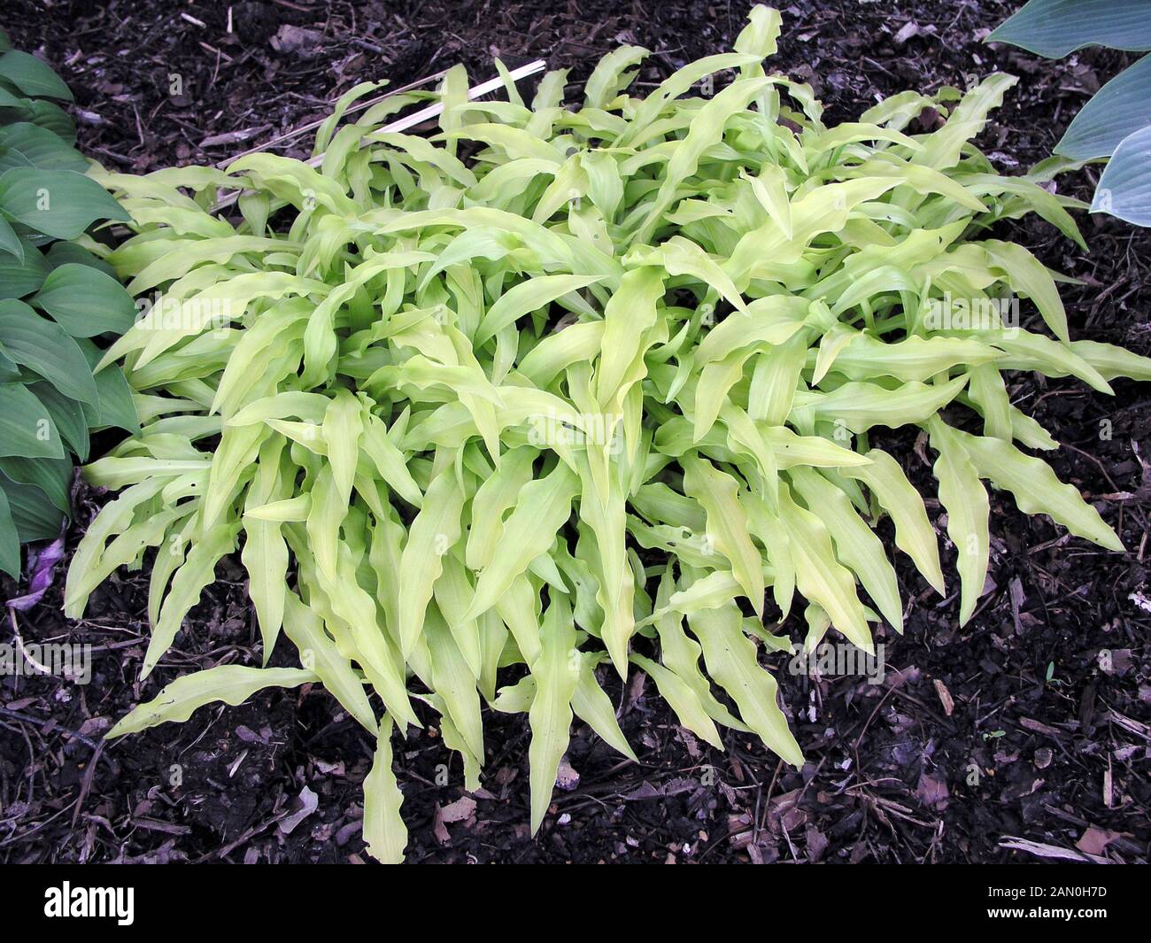 The Wiggles High Resolution Stock Photography and Images - Alamy