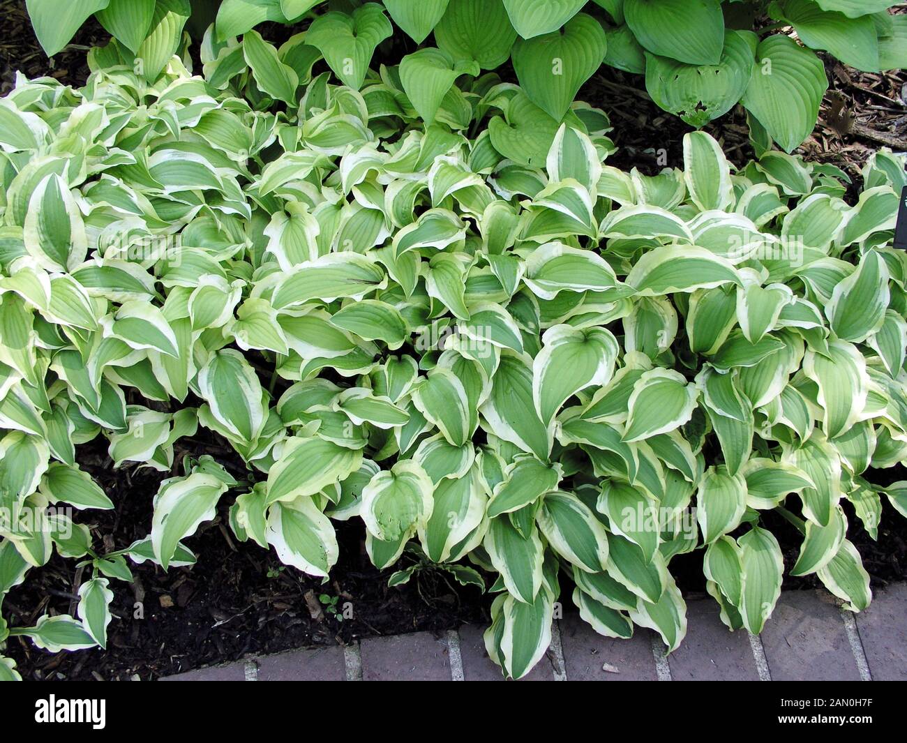 Ground master hi-res stock photography and images - Alamy