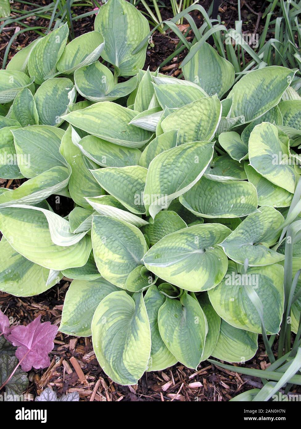 Hosta Tokudama High Resolution Stock Photography and Images - Alamy