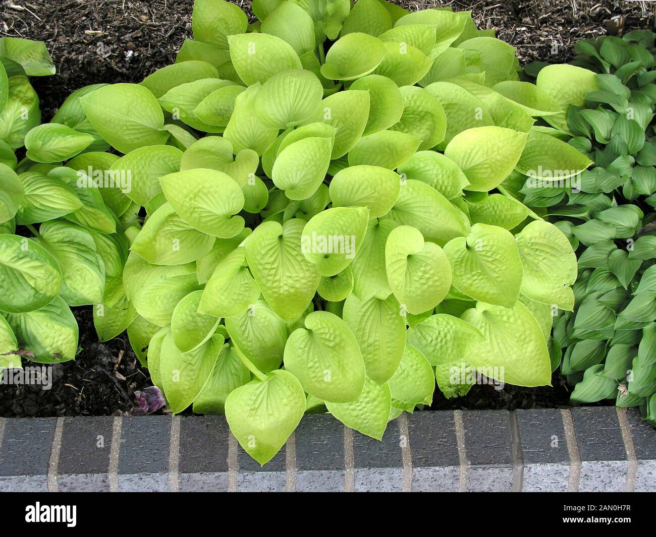Lime green hosta foliage hi-res stock photography and images - Alamy