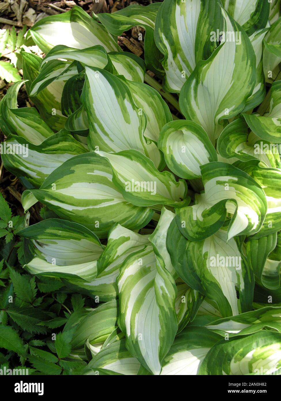 HOSTA UNDULATA VARIEGATA Stock Photo - Alamy