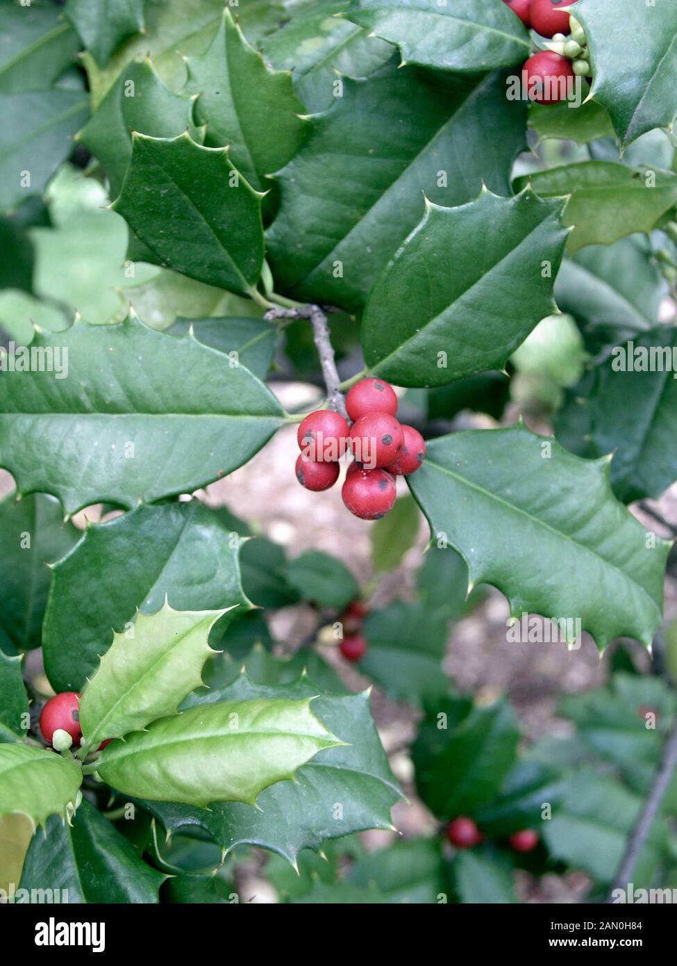 American holly hi-res stock photography and images - Alamy