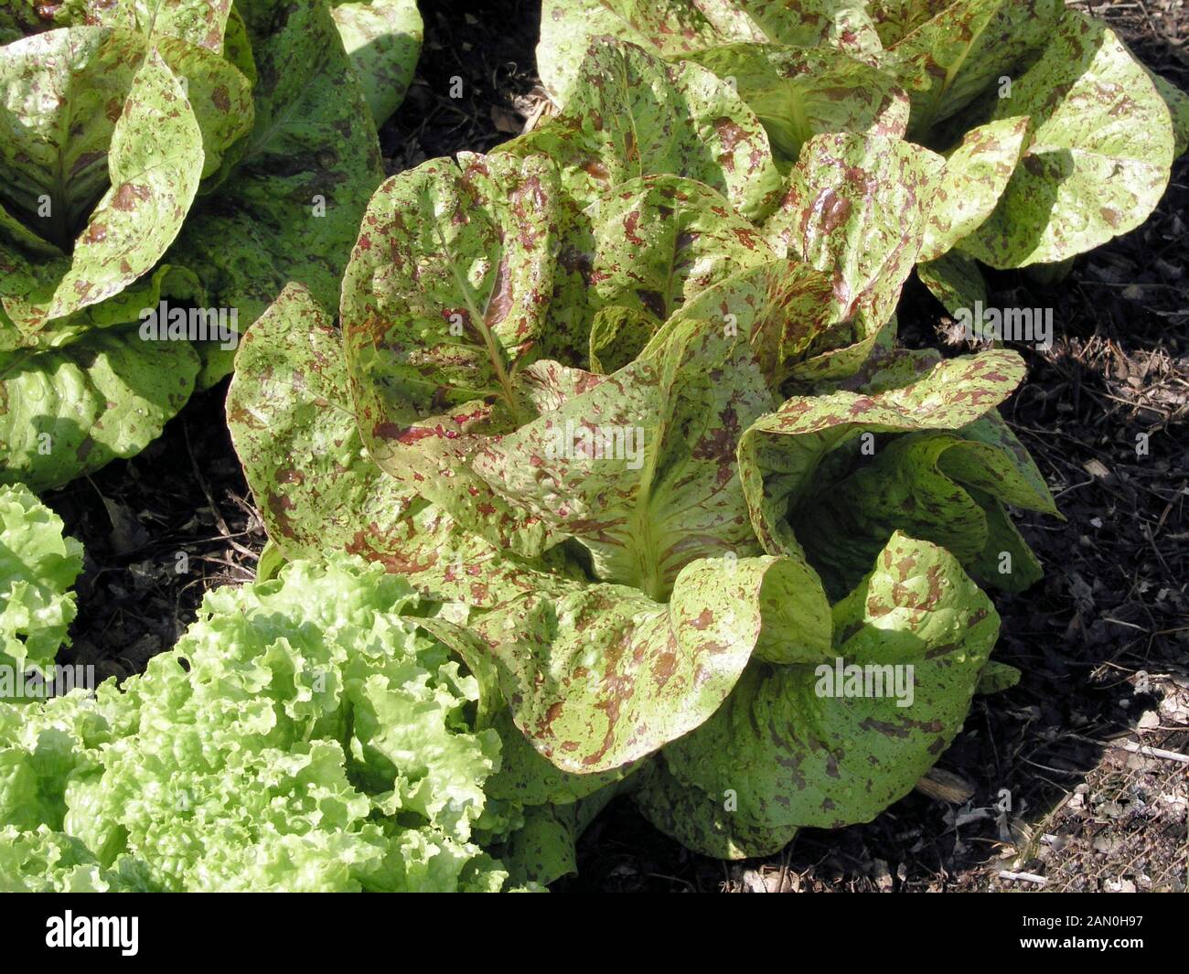 Freckles lettuce hi-res stock photography and images - Alamy