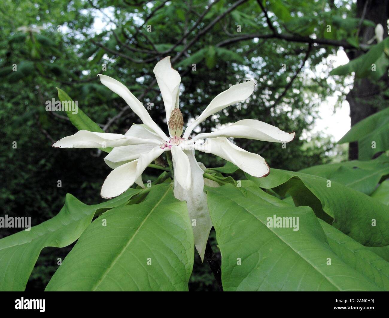 Magnolia magnolia hypoleuca hi-res stock photography and images - Alamy