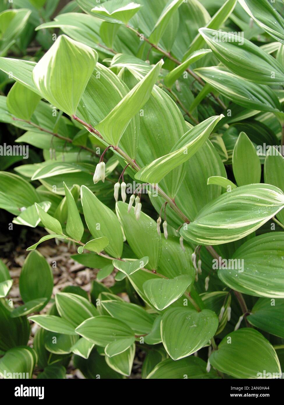 POLYGONATUM ODORATUM VARIEGATUM Stock Photo - Alamy