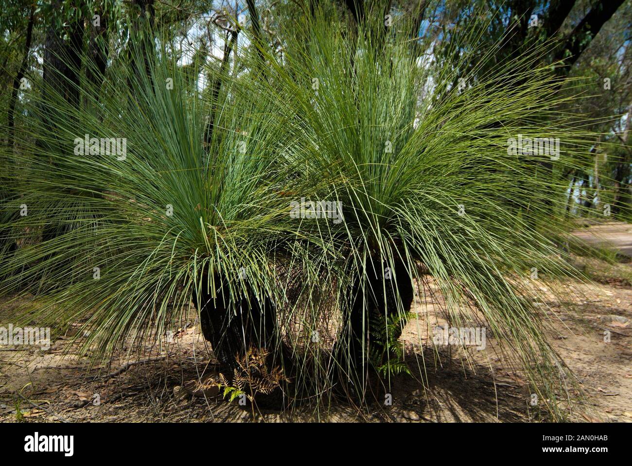 Australia, grass tree an endemic plant Stock Photo - Alamy