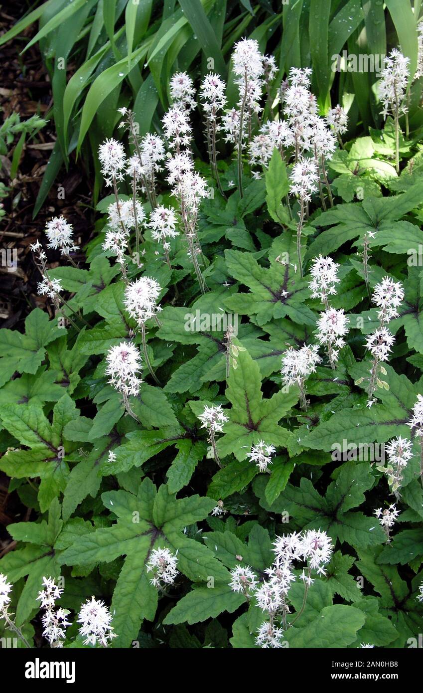 TIARELLA 'DARK STAR' Stock Photo - Alamy